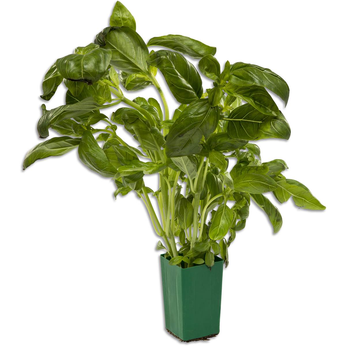 Select Australian Grown Living Green Basil | Woolworths